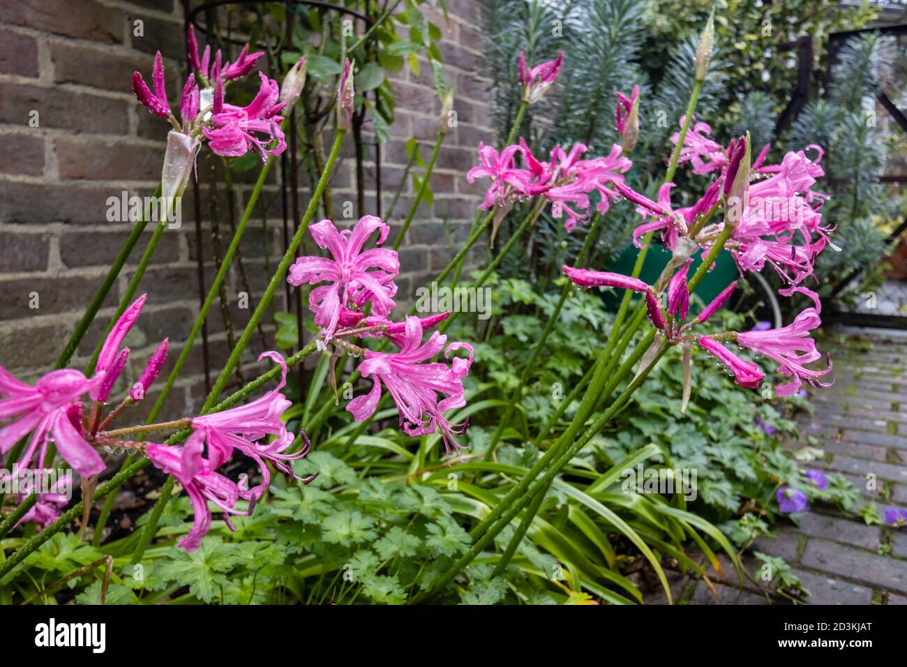 Nerines garden hi-res stock photography and images - Alamy