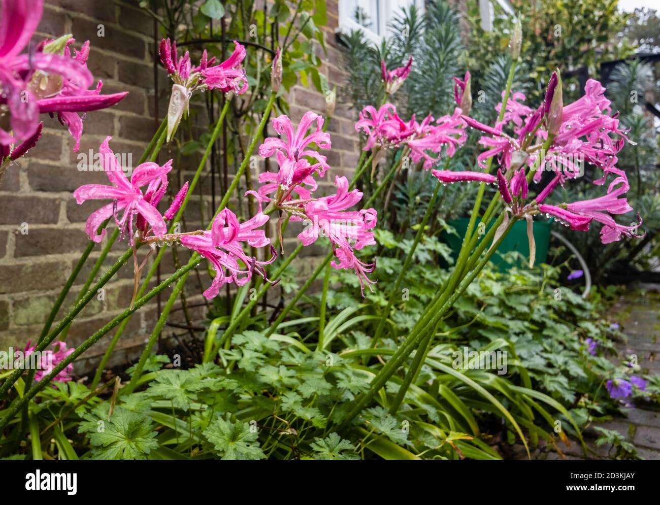 Nerines, Nerine bowdenii, growing against a wall in a border flowering ...