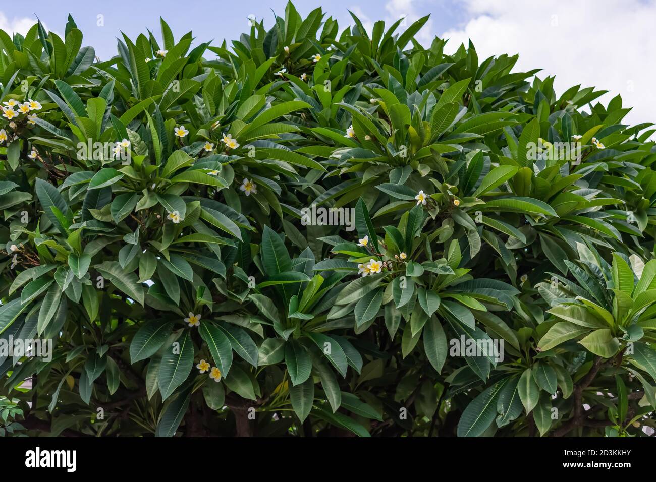 Awesome garden hi-res stock photography and images - Alamy