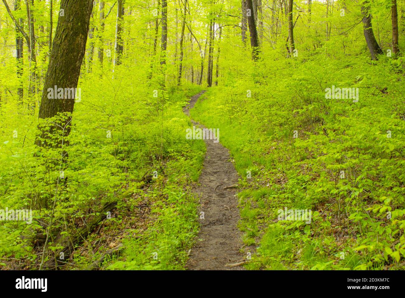 A lush green forest in Raccoon Creek State Park with a small dirt path ...