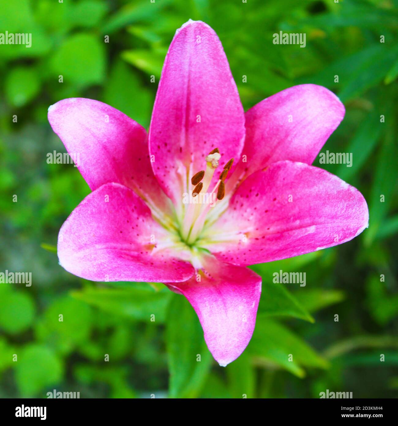 Pink lily flower Stock Photo - Alamy