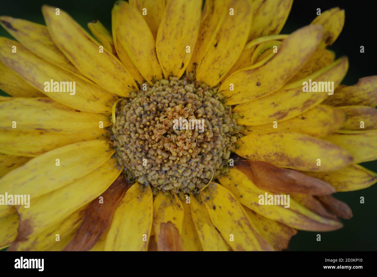 Discoloured Discolored High Resolution Stock Photography and Images - Alamy