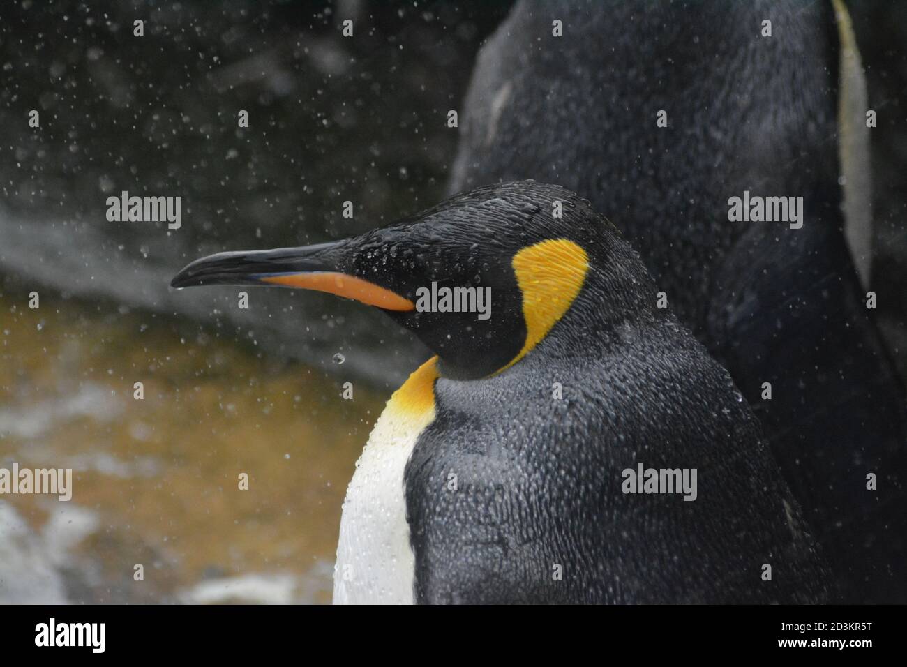 Emperor penguin fur hi-res stock photography and images - Alamy