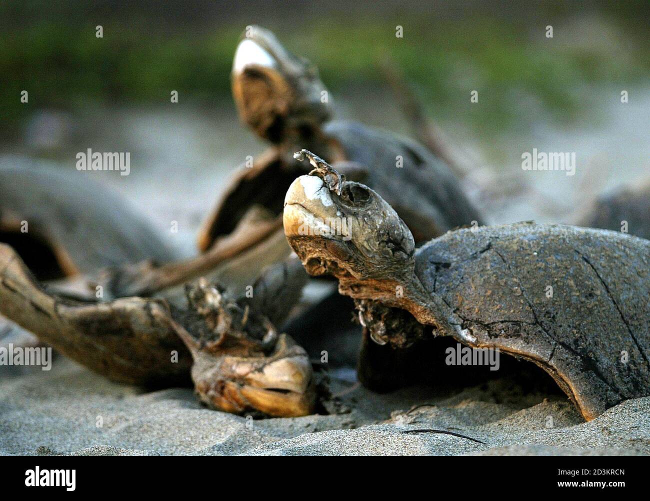Turtle Eggs Poaching High Resolution Stock Photography and Images - Alamy