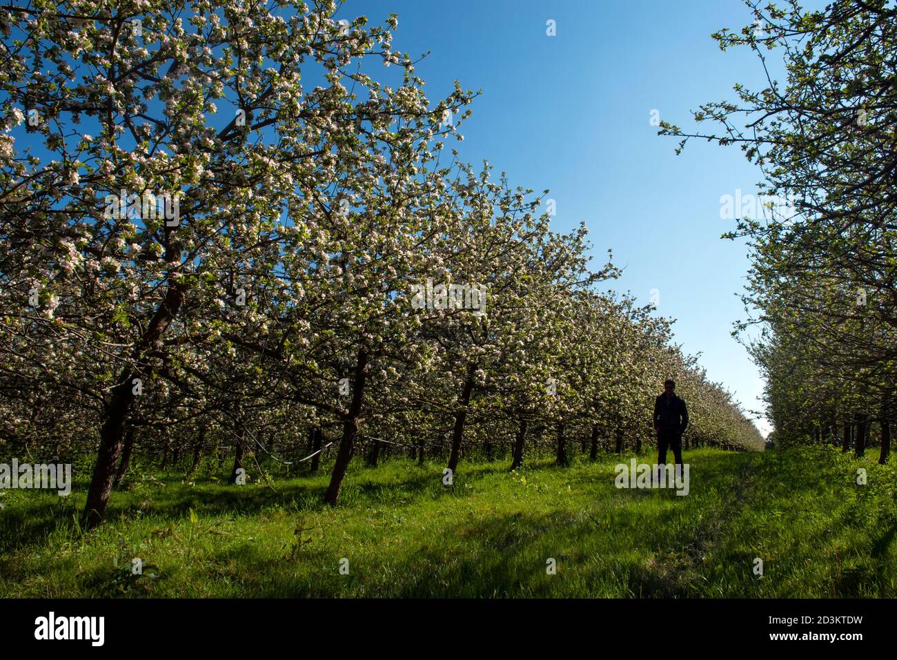 Apple Farm, France Stock Photo - Alamy