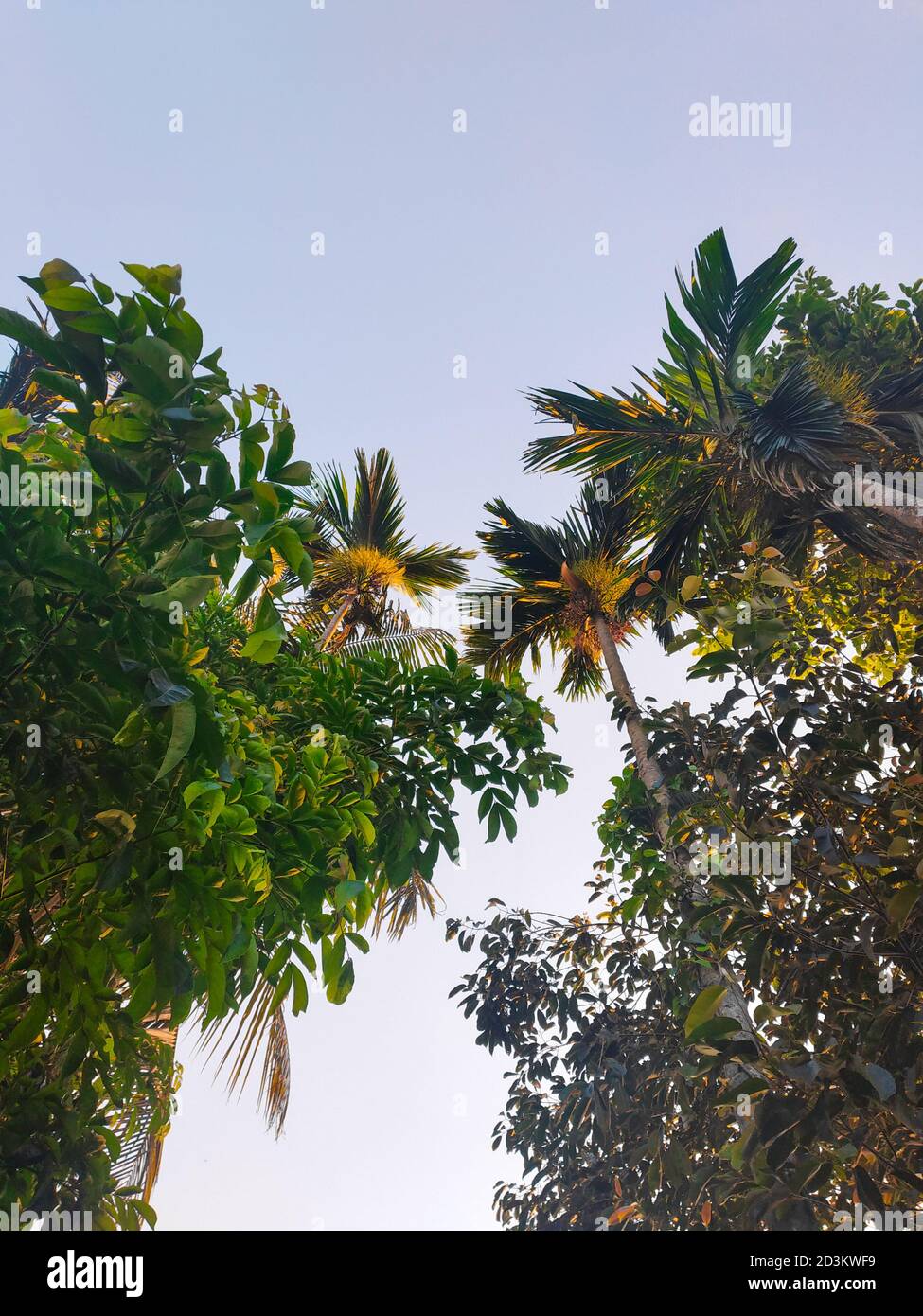 A low angle shot of tree branches against a clear sky.Beautiful view of ...