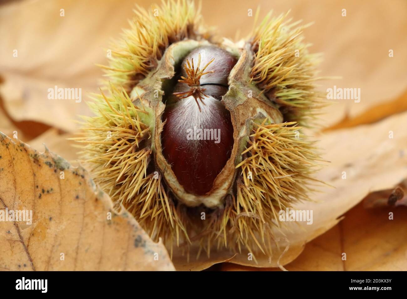 Chestnuts, husk and dead leaves after harvest during autumn Stock Photo ...