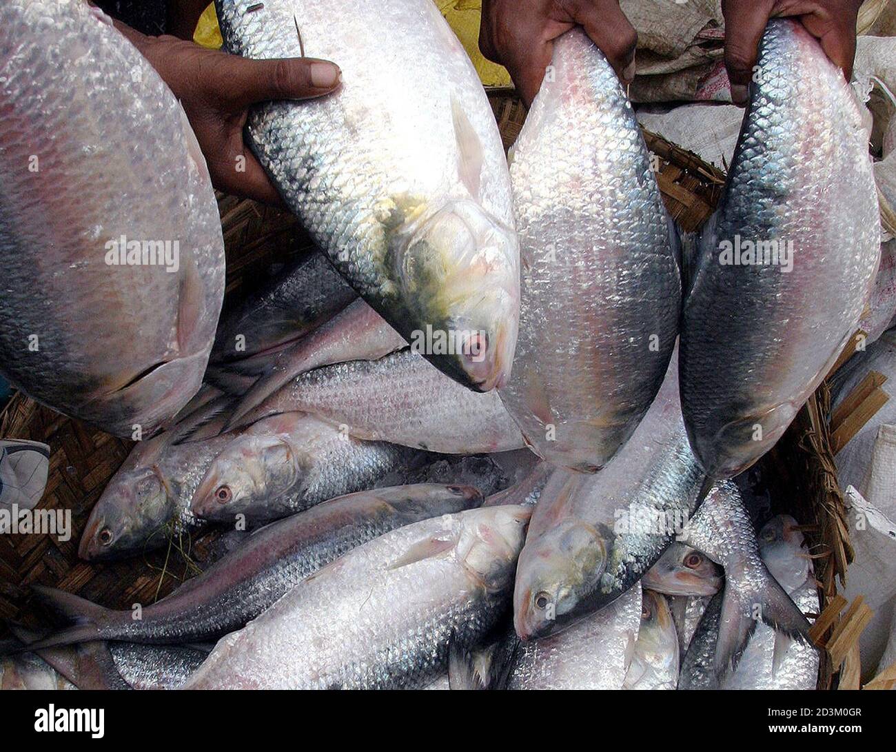 Fish of bangladesh hi-res stock photography and images - Alamy