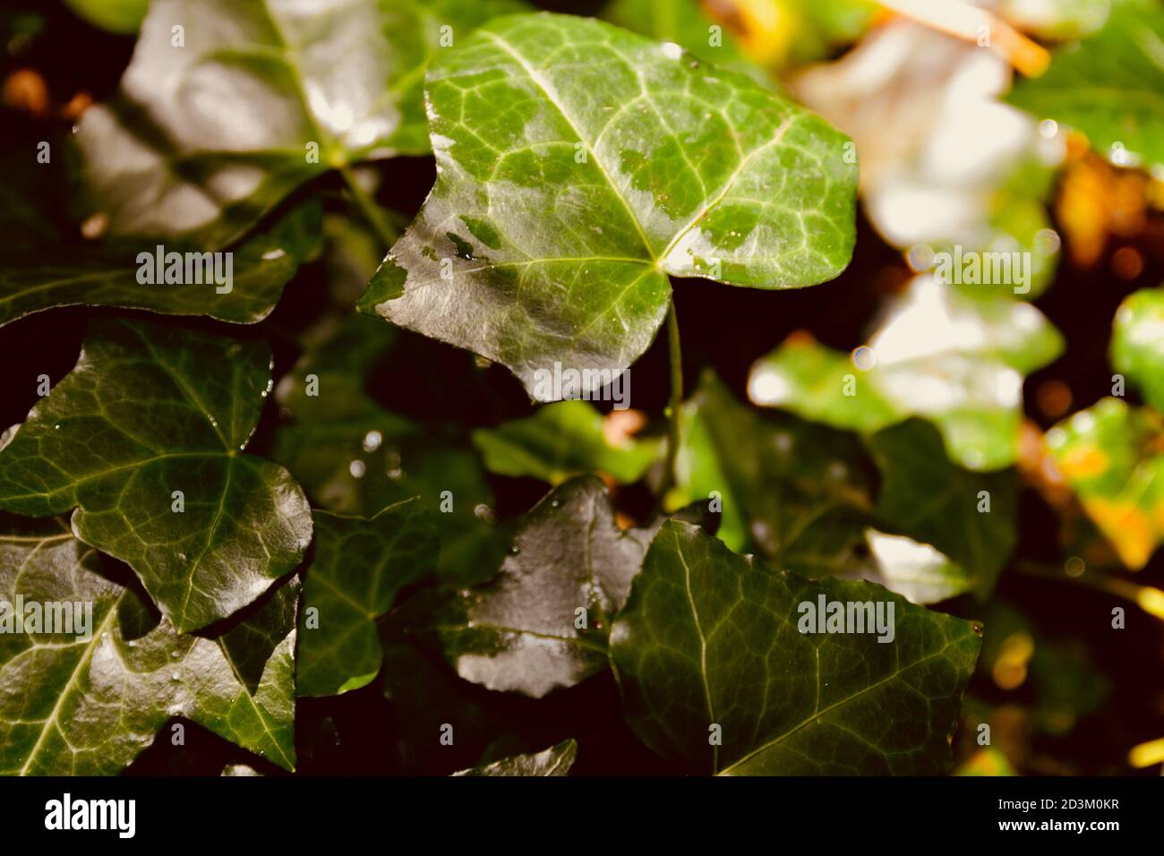 Nature background. Flora and fauna on the woodlands floors of the UK ...