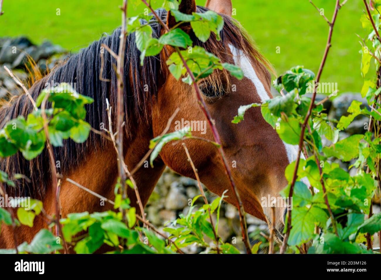 Brown horse's head behind a hedge Stock Photo - Alamy