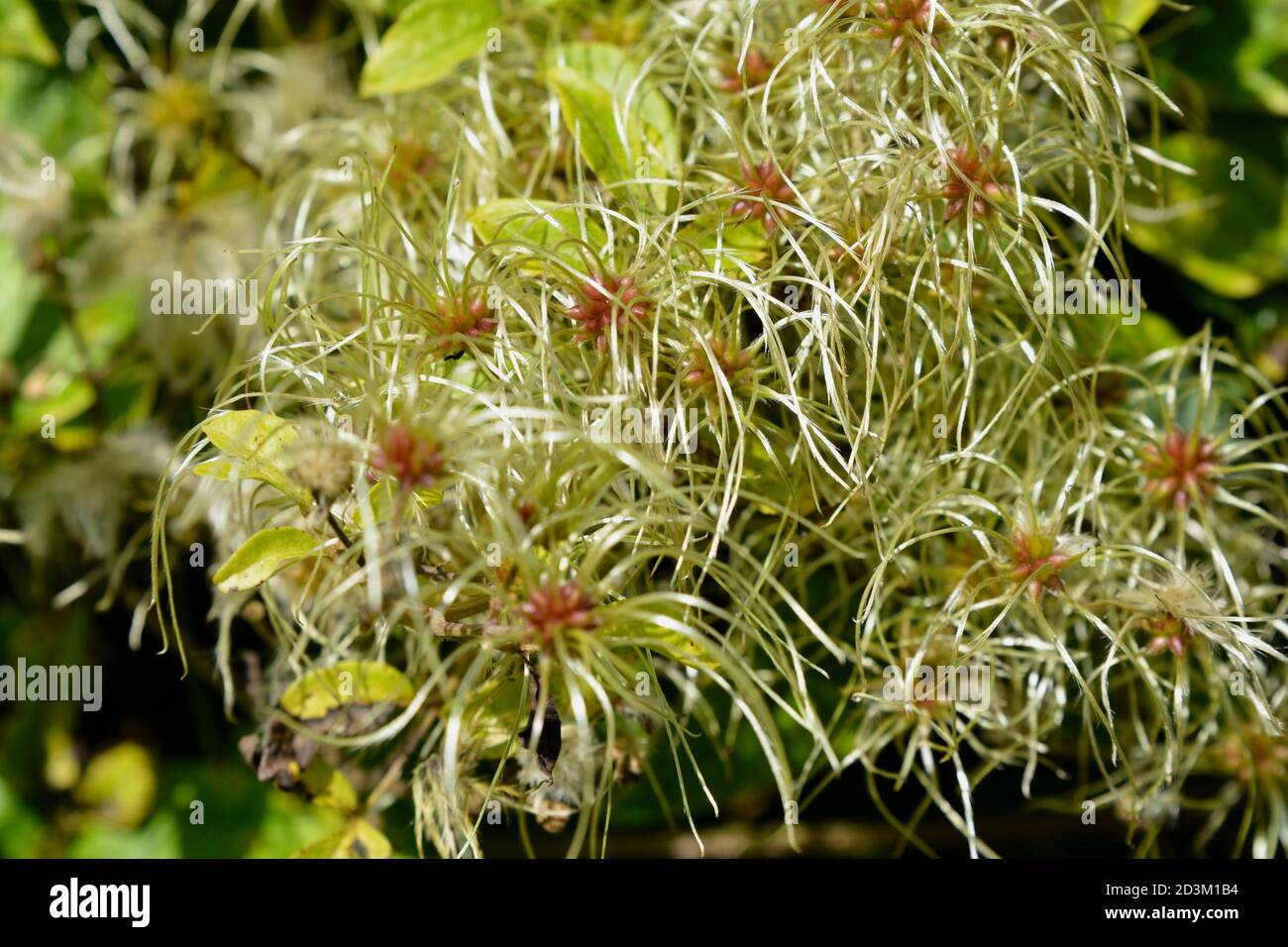 Autumn fruits, berries, seeds and nuts in abundance as you walk through ...