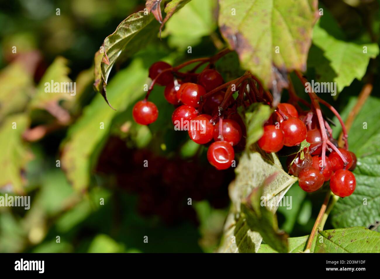 Autumn fruits, berries, seeds and nuts in abundance as you walk through ...
