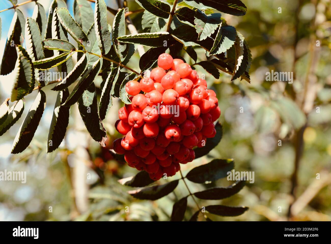 Autumn fruits, berries, seeds and nuts in abundance as you walk through ...