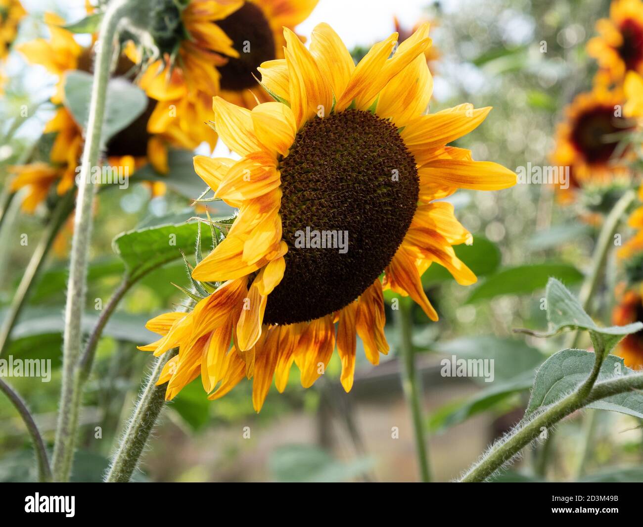 Sunflowers head hi-res stock photography and images - Alamy