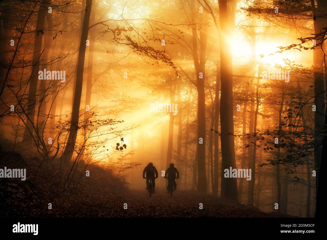 Beams light falling through forest hi-res stock photography and images ...