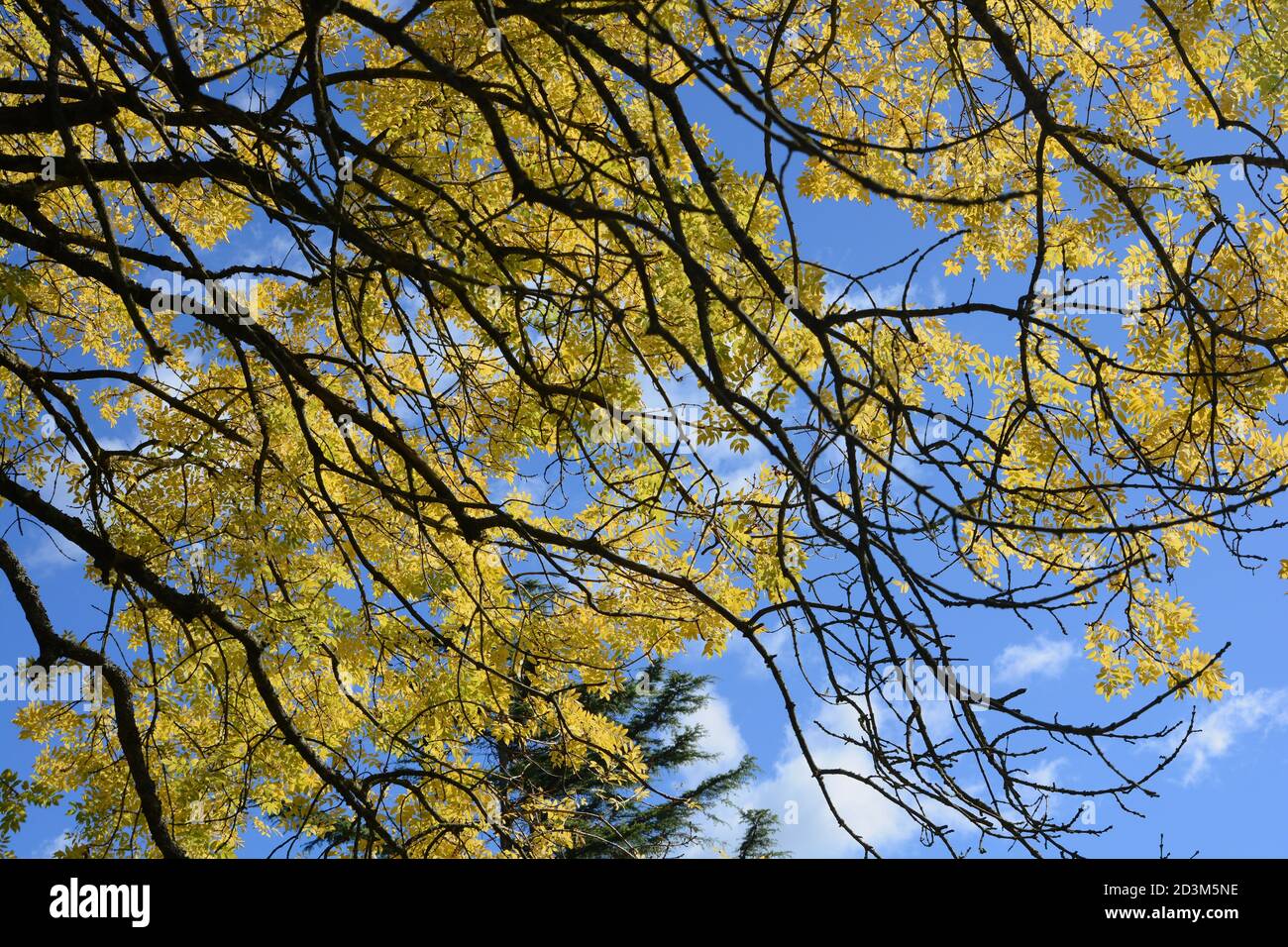 Looking up at tree canopies in Autumn with leaves changing colour and ...