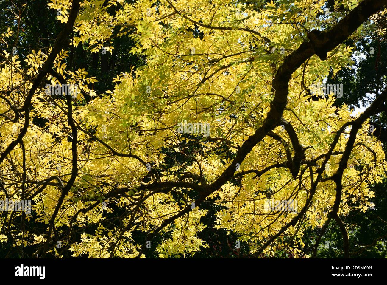 Looking up at tree canopies in Autumn with leaves changing colour and ...