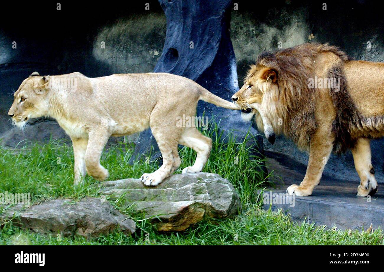 Bites the tail hi-res stock photography and images - Alamy