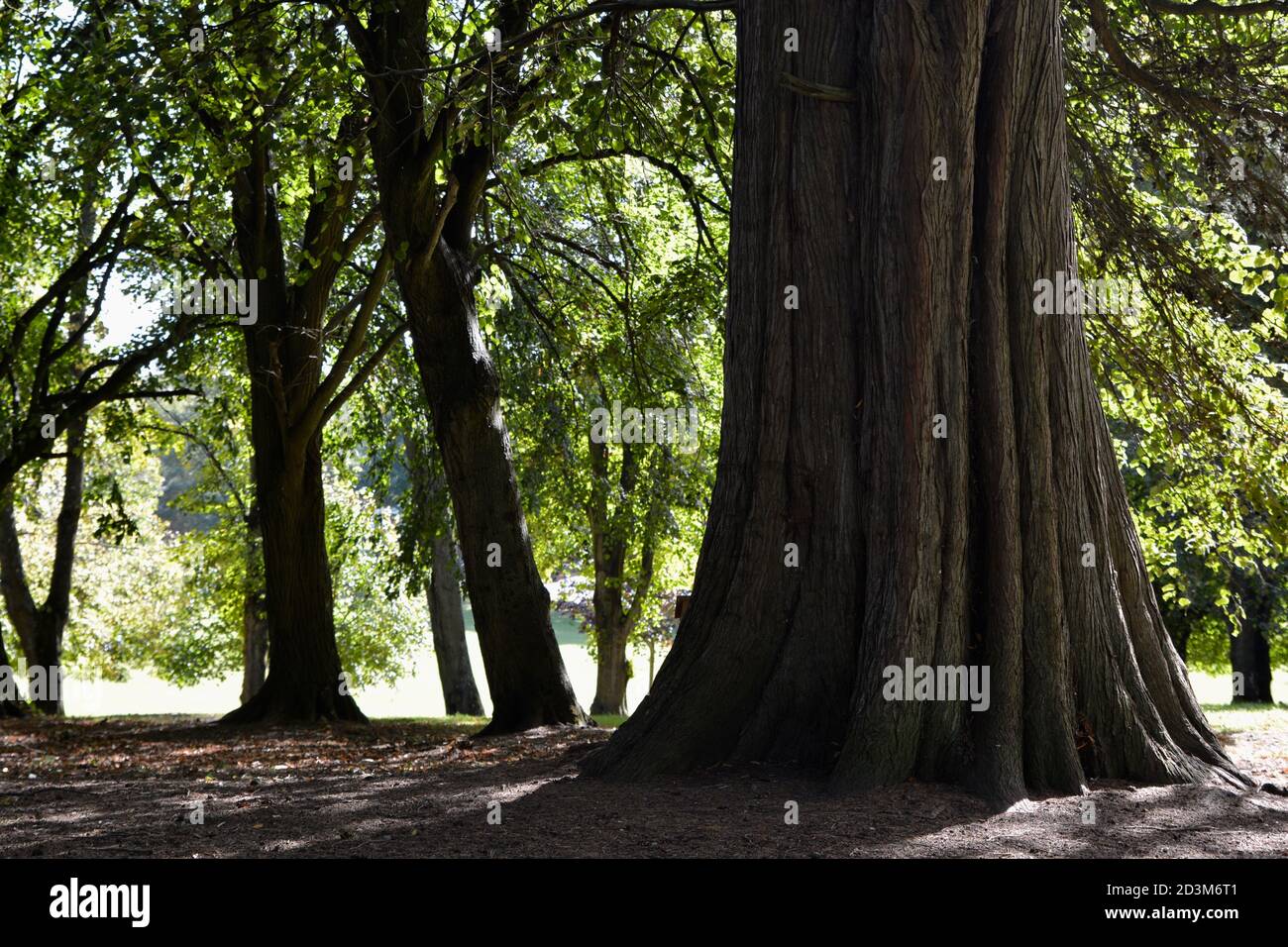 Looking up at tree canopies in Autumn with leaves changing colour and ...
