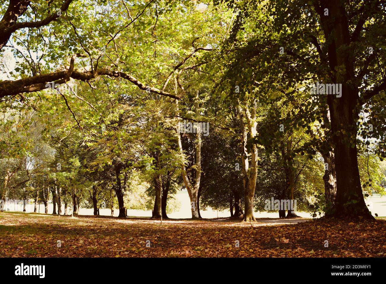 Canopy forest low angle trunk twisted hi-res stock photography and ...
