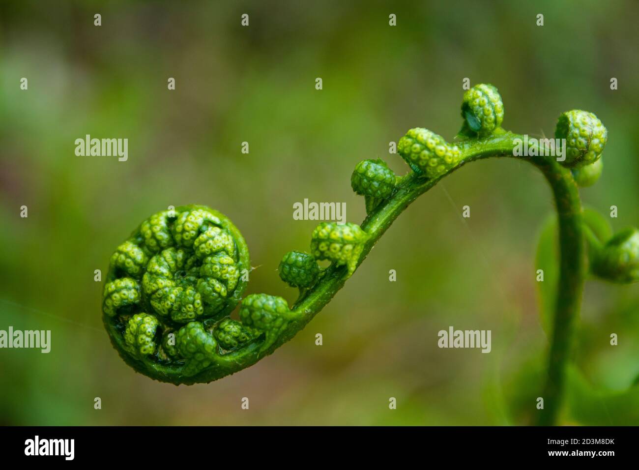 A Fiddlehead Fern close up with spider webs Stock Photo - Alamy