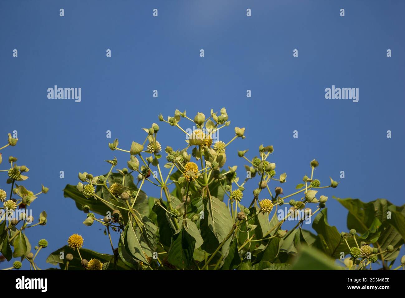 Close up Green flower of teak tree with green leaf Stock Photo - Alamy