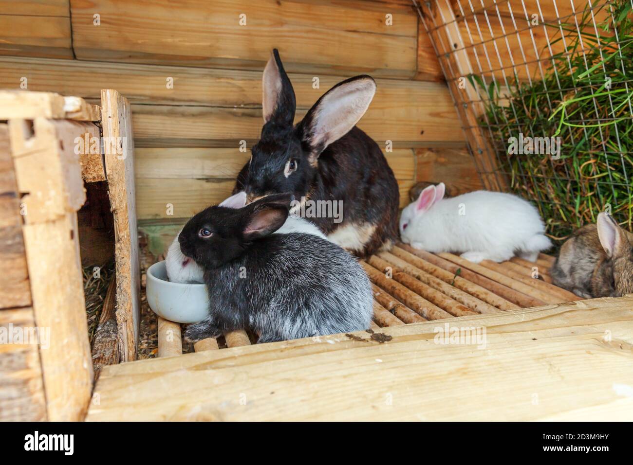 Many different small feeding rabbits on animal farm in rabbit-hutch ...