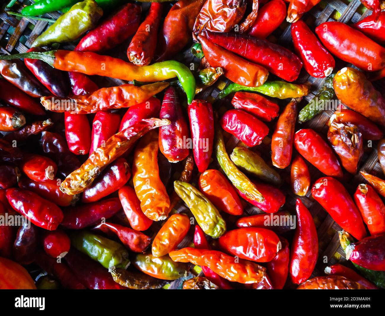 Very spicy red chillies kept for drying. bhut jolokia ( bhoot jolokia ...