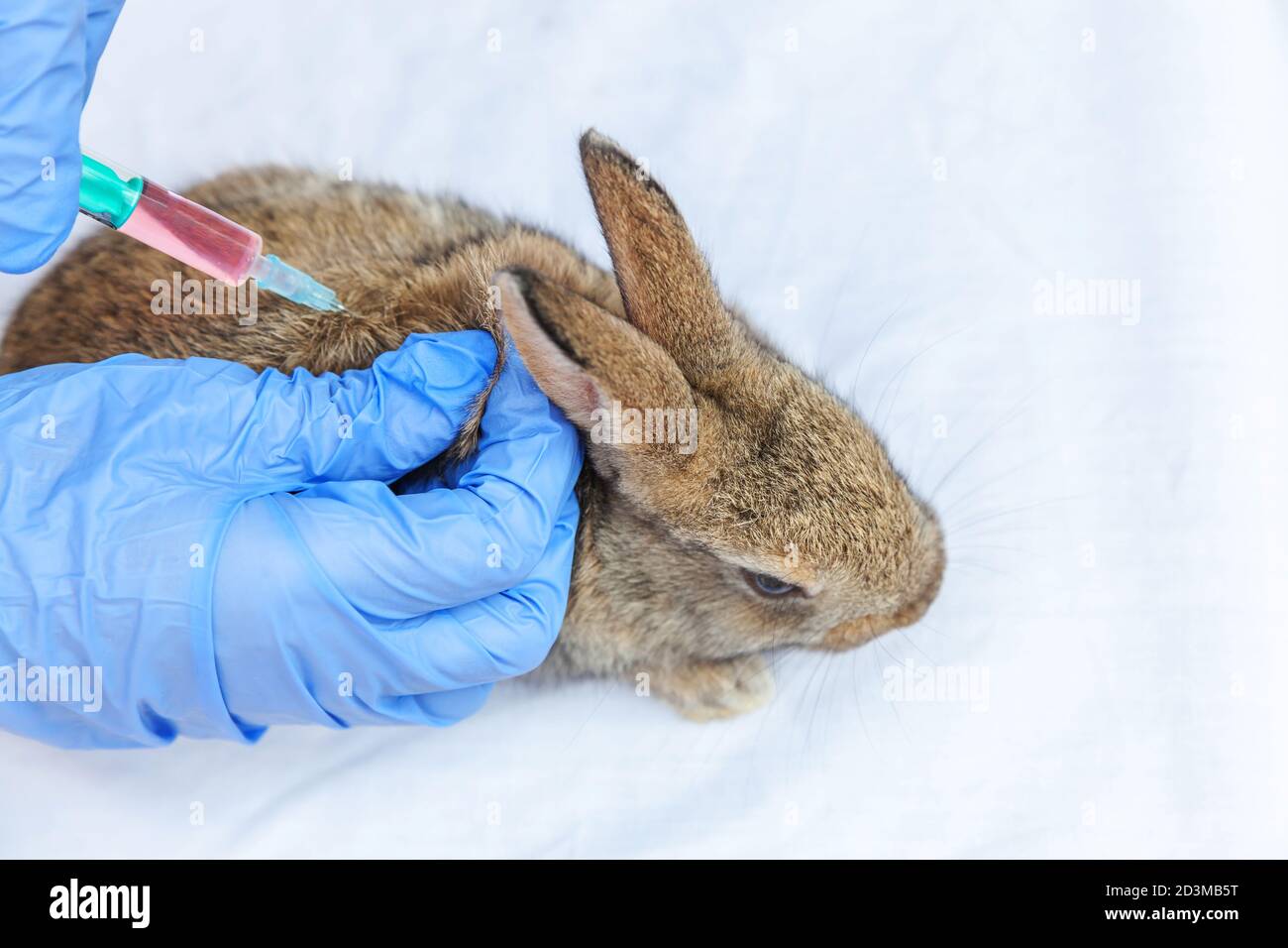 Veterinarian woman with syringe holding and injecting rabbit on ranch ...