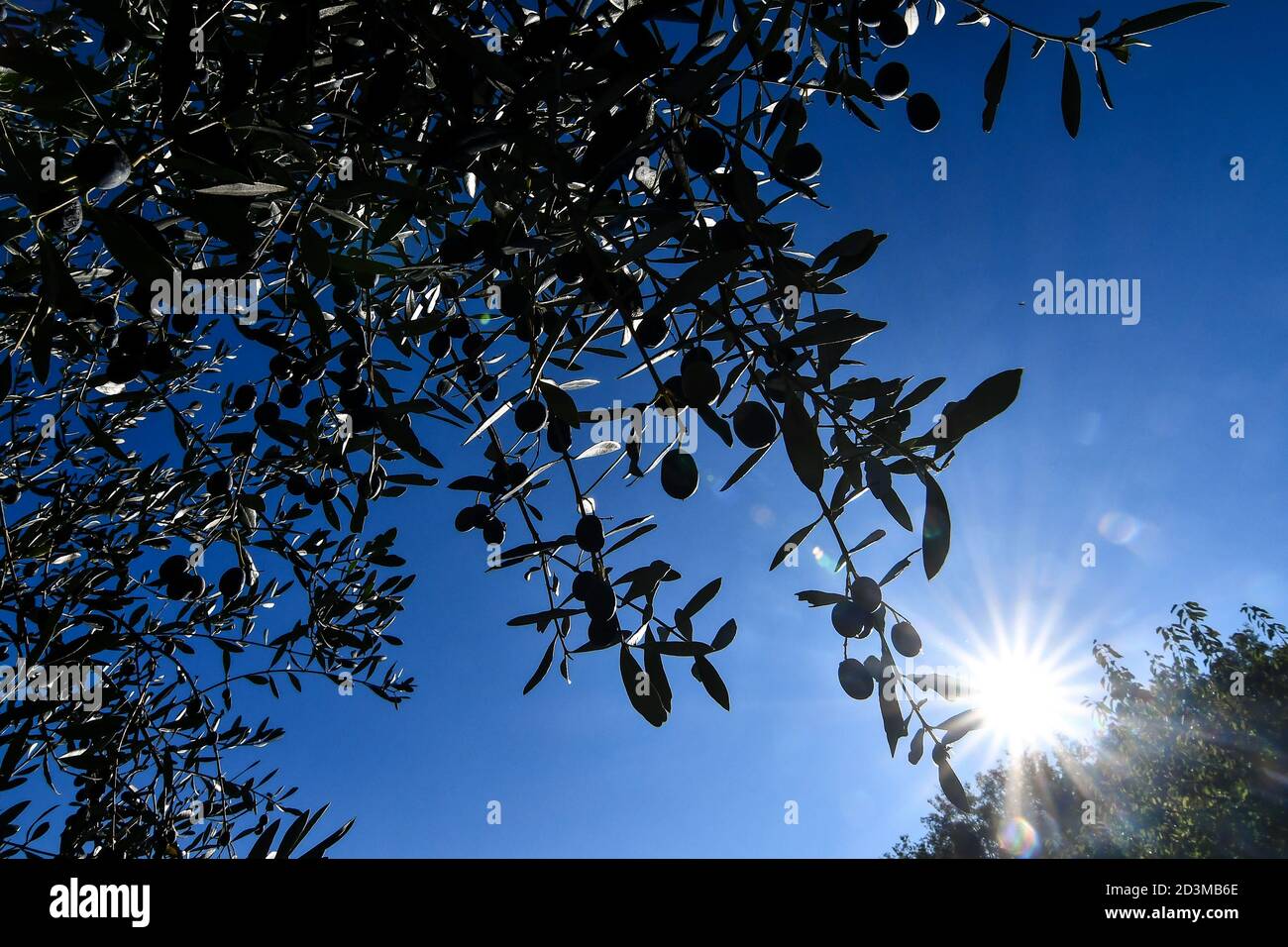 branches of a tree, digital photo picture as a background Stock Photo ...
