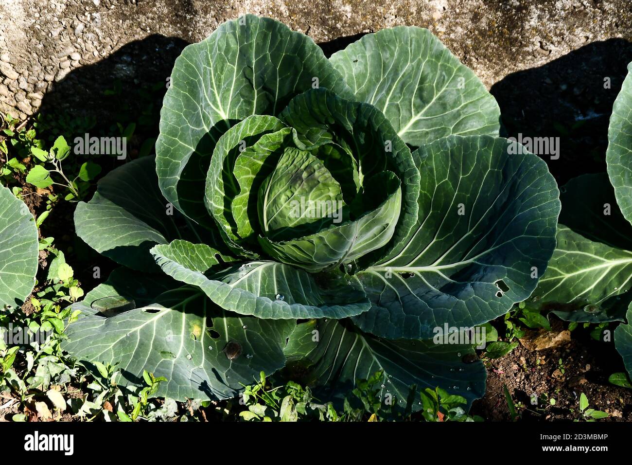 cabbage in the garden, digital photo picture as a background Stock ...