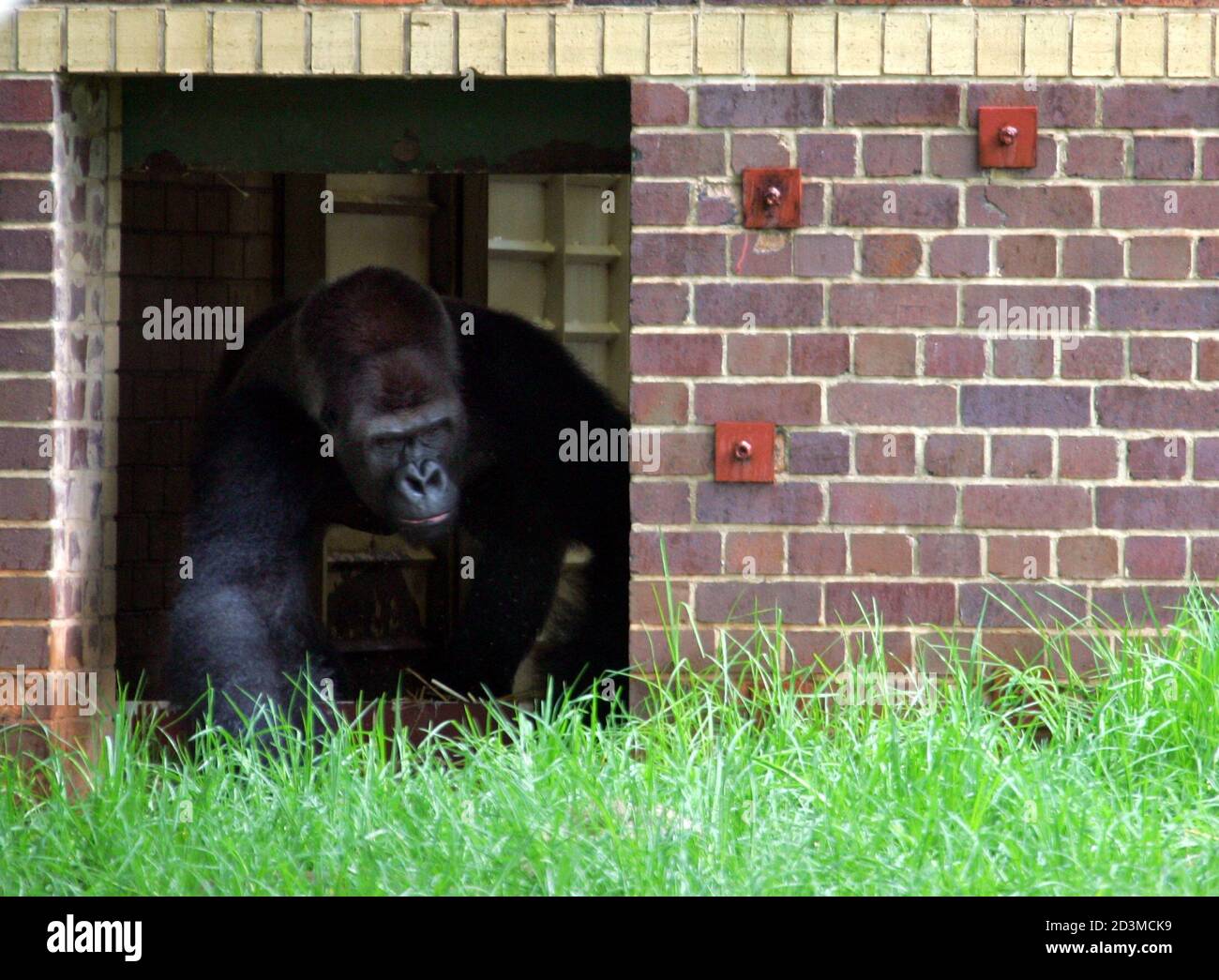 Johannesburg zoo gorilla max hi-res stock photography and images - Alamy