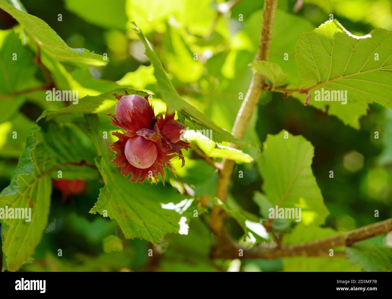 Red hazelnuts on a tree outdoors Stock Photo - Alamy