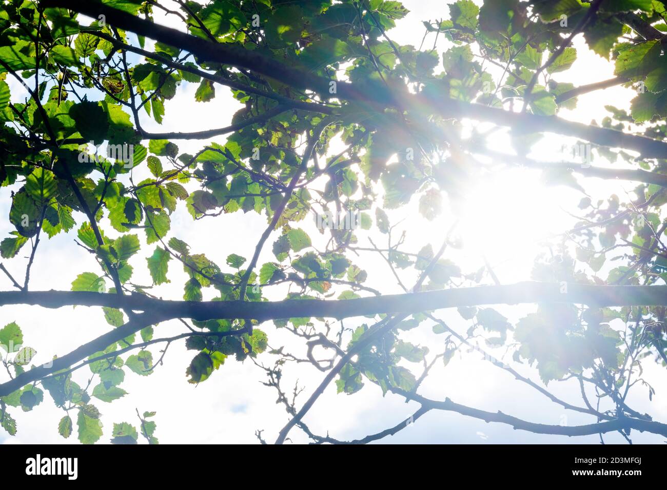 Treetop green foliage. Outdoor nature park landscape background. Sun in ...