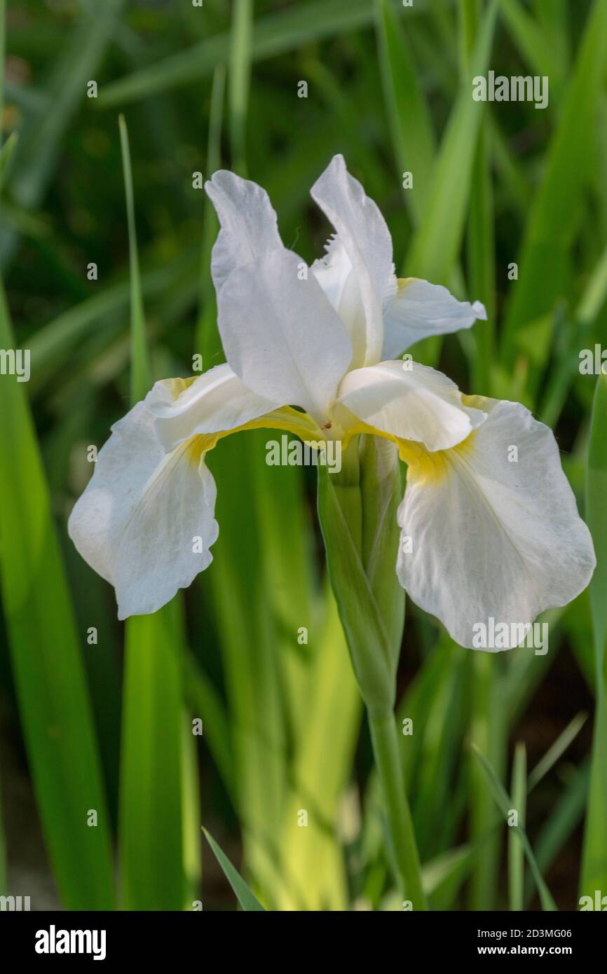 Iris global hi-res stock photography and images - Alamy