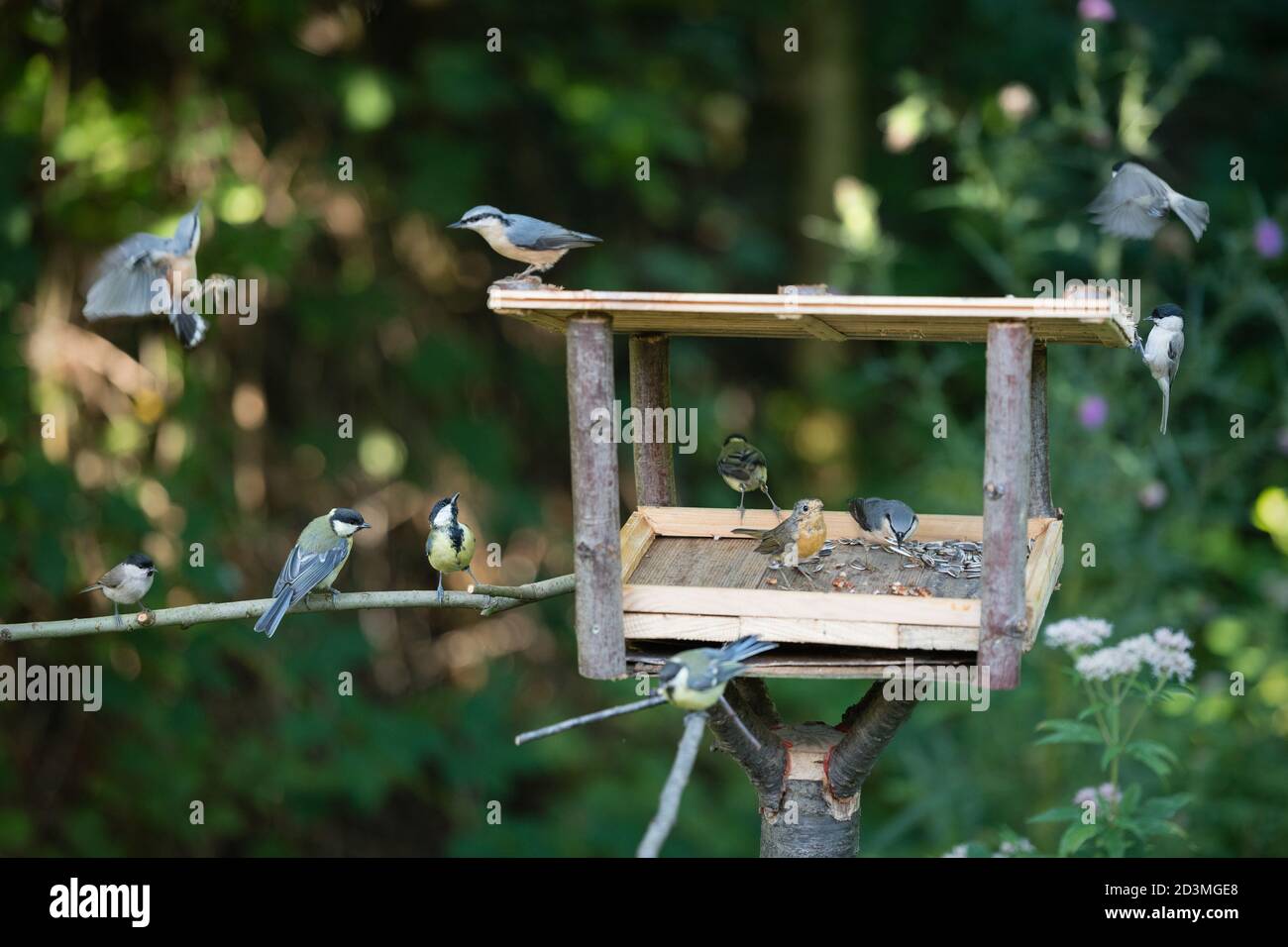 Birds eating seeds from bird feeder Stock Photo - Alamy