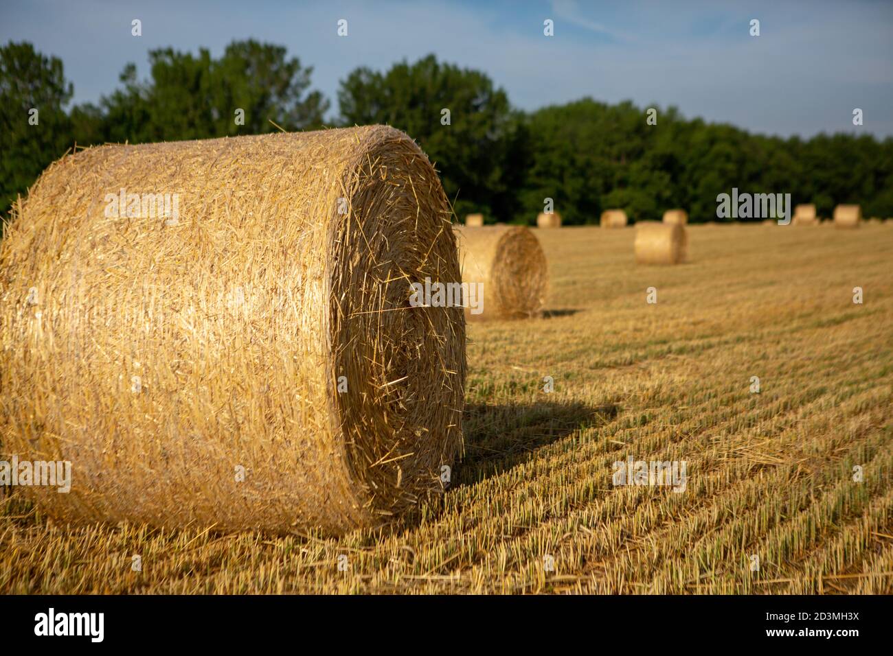 Harvested hay bales in field Stock Photo - Alamy