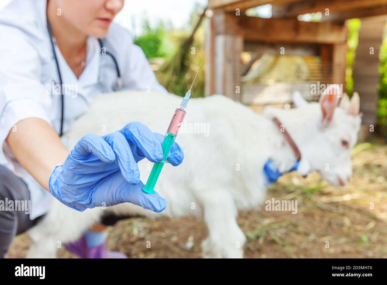 Young veterinarian woman with syringe holding and injecting goat kid on ...