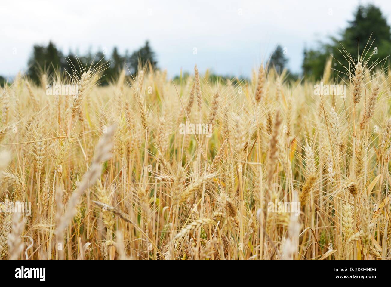 Wheat field plants detail in summer Stock Photo - Alamy