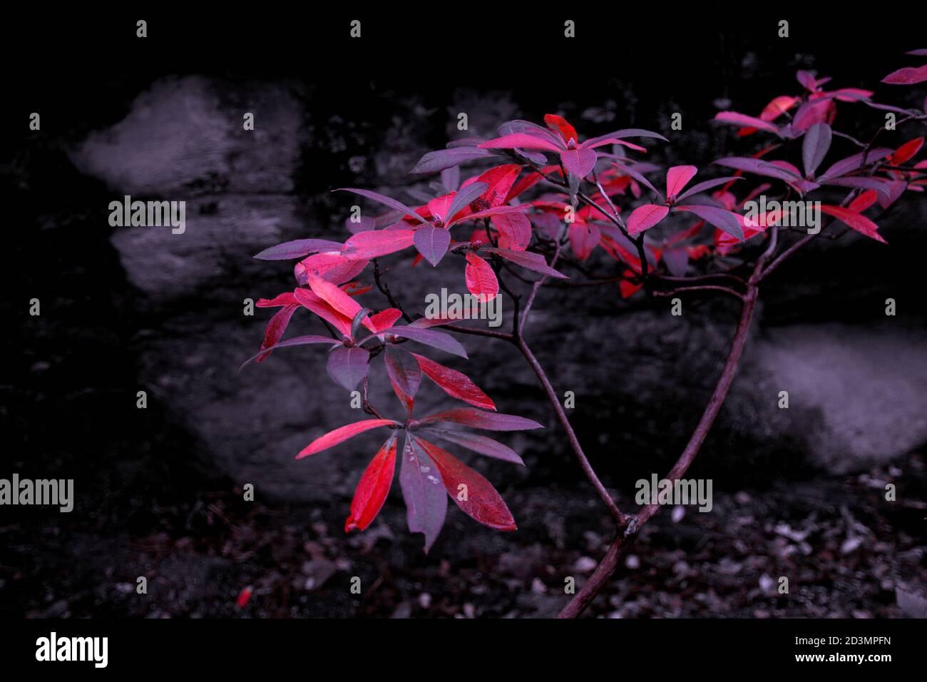 Photography fine art hi-res stock photography and images - Alamy