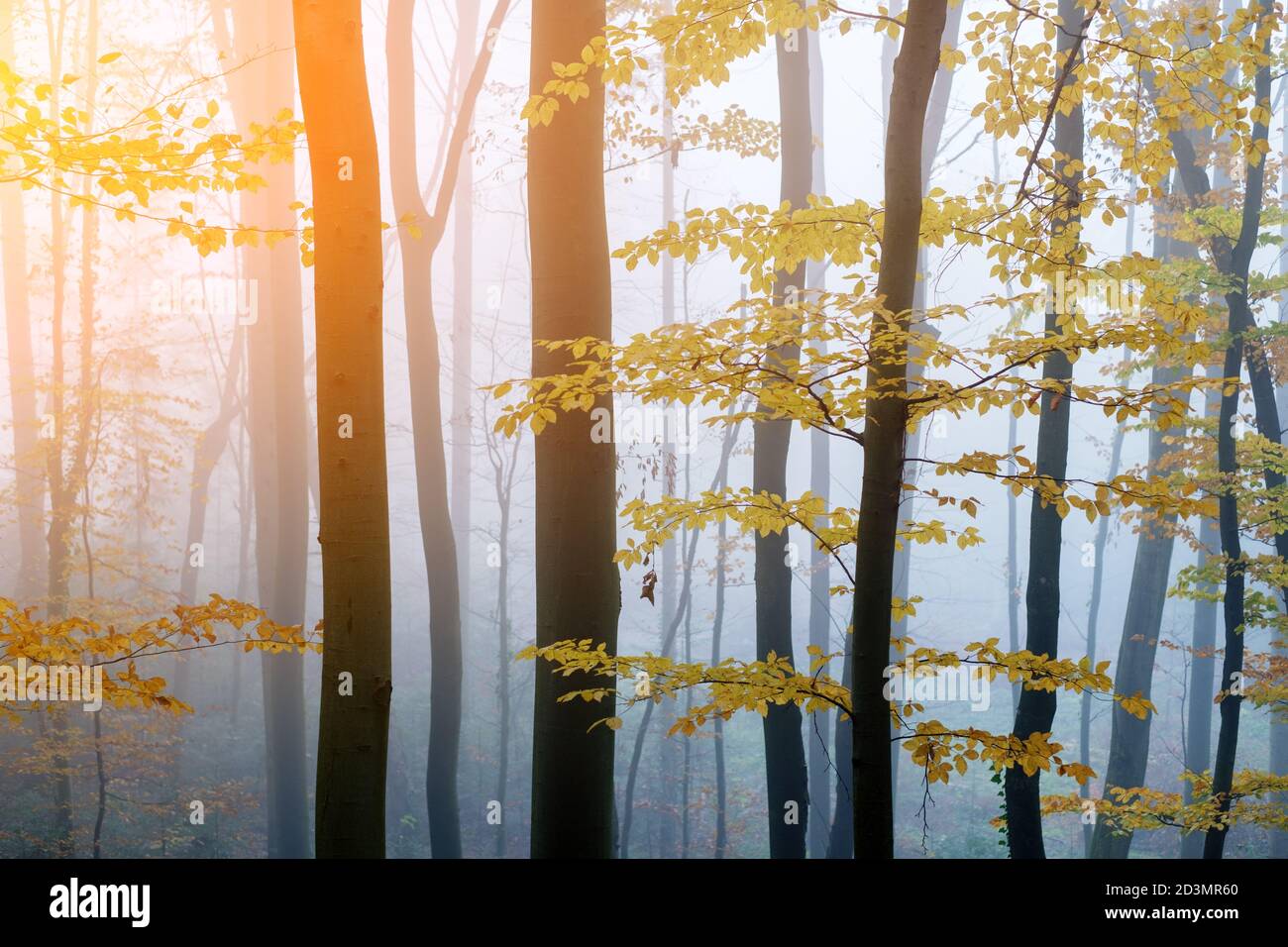 Mysterious dark beech forest in fog. Autumn morning in the misty woods. Magical foggy atmosphere ...