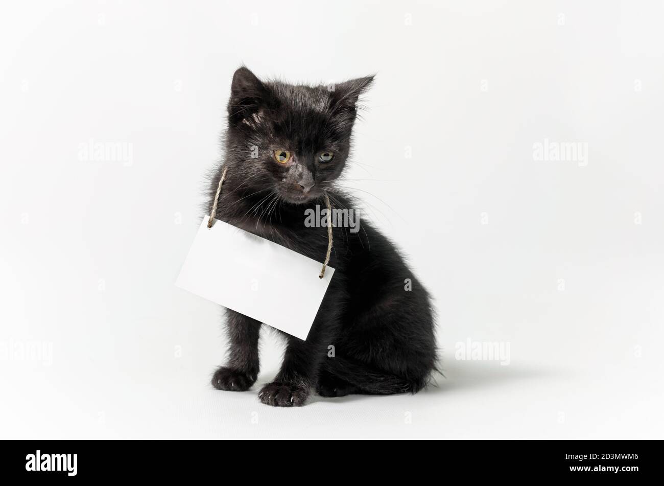 little black kitten holding a blank sign on a white background isolated ...