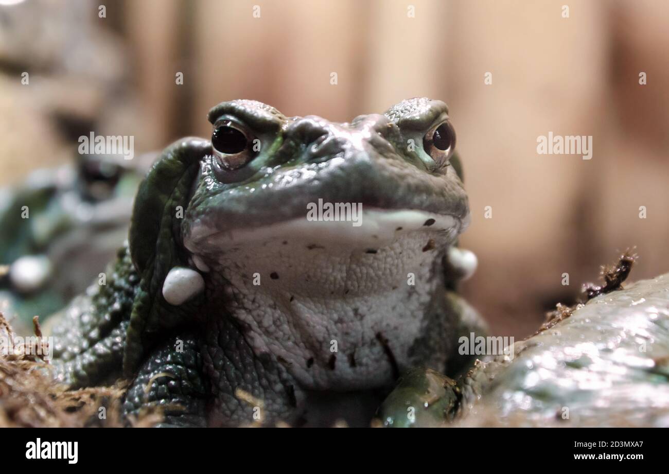 Hypnotist frog hi-res stock photography and images - Alamy
