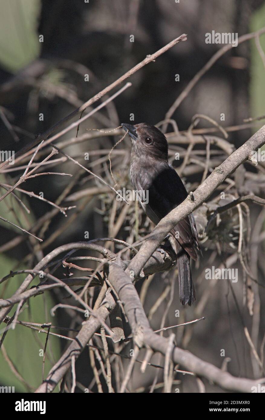 Crested becard hi-res stock photography and images - Alamy