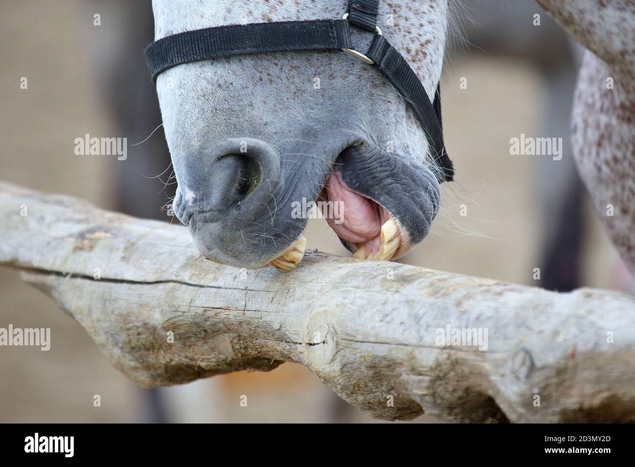 Horse teeth brush hi-res stock photography and images - Alamy