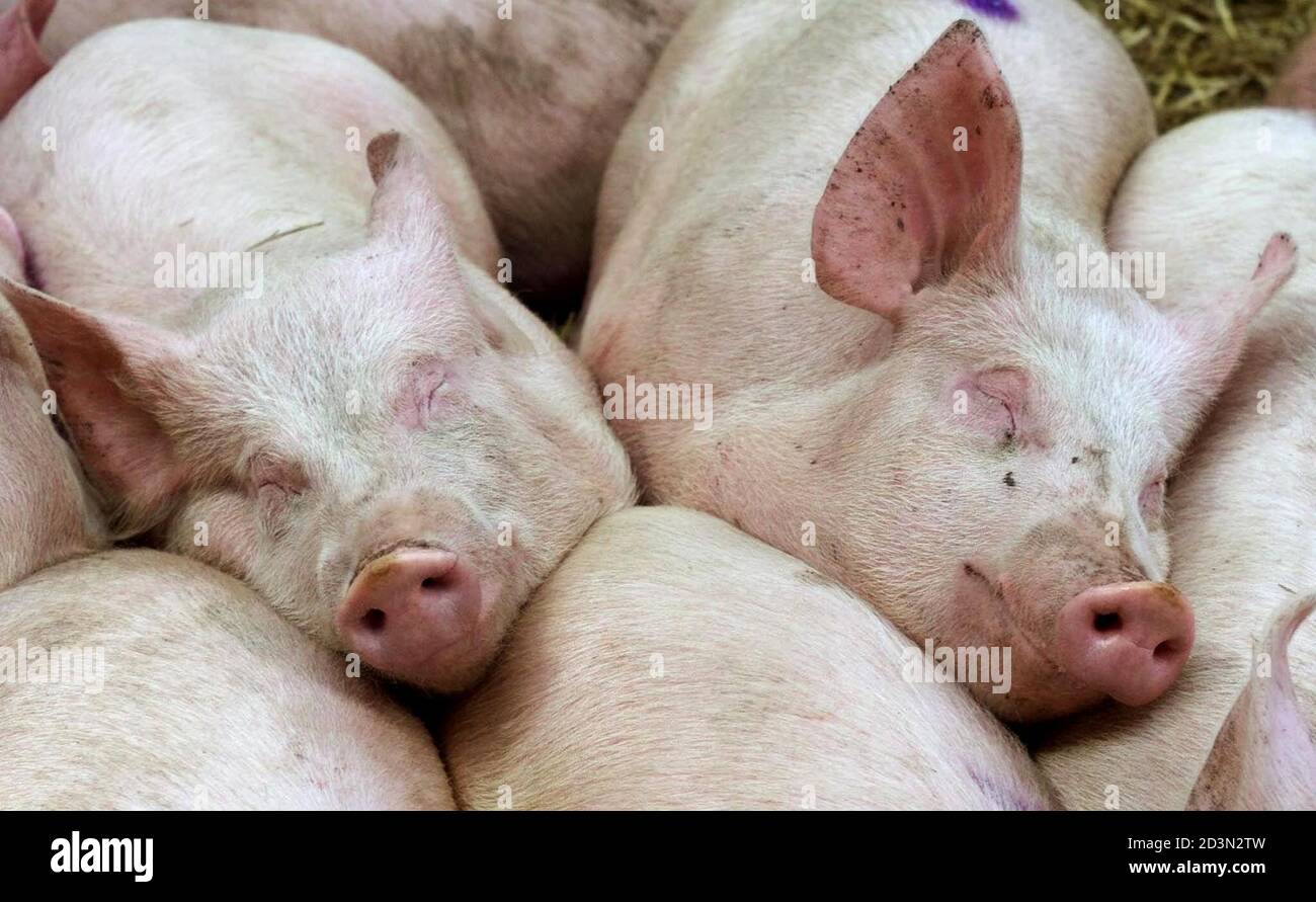 Foot and mouth disease 2001 pigs hi-res stock photography and images ...