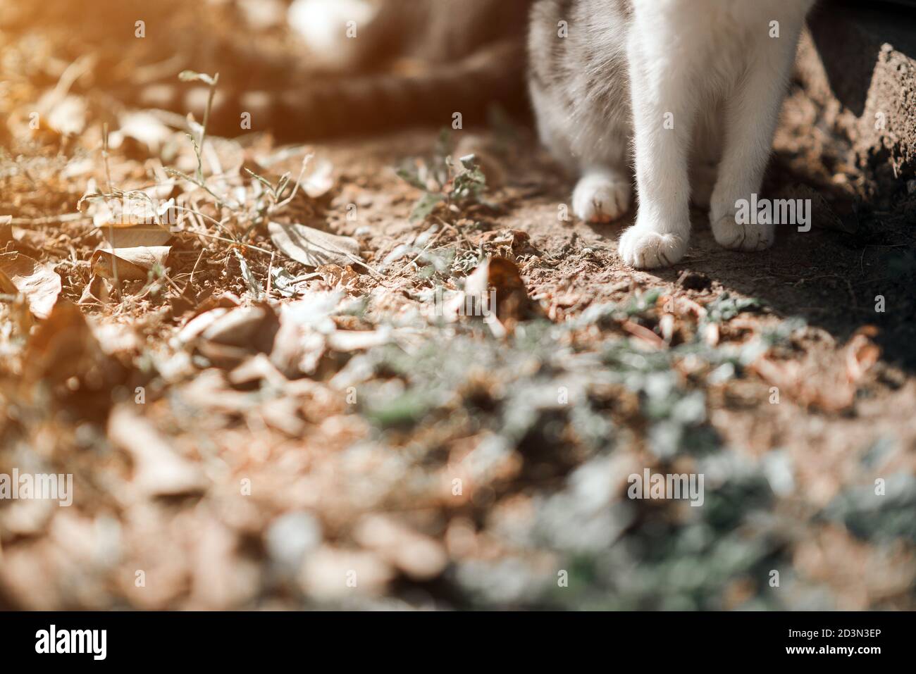 Fat Paws High Resolution Stock Photography and Images - Alamy