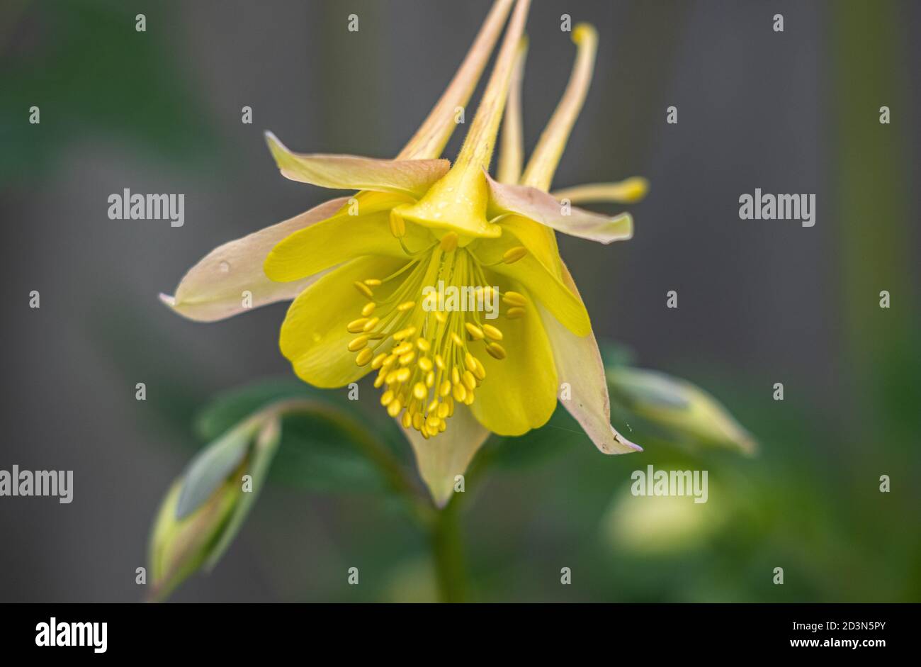 Yellow Columbine flower Stock Photo - Alamy