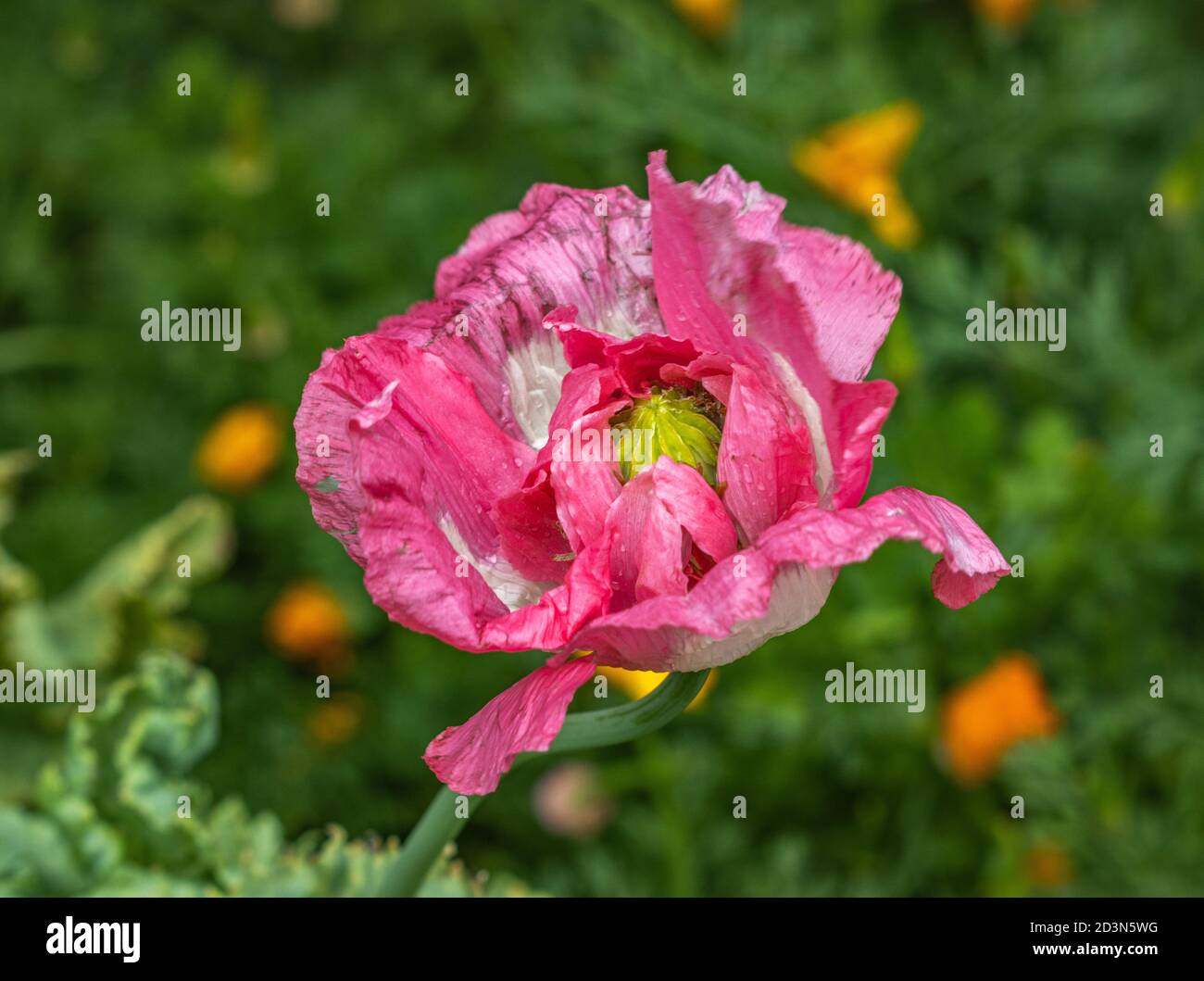 Pink fluted flower hi-res stock photography and images - Alamy