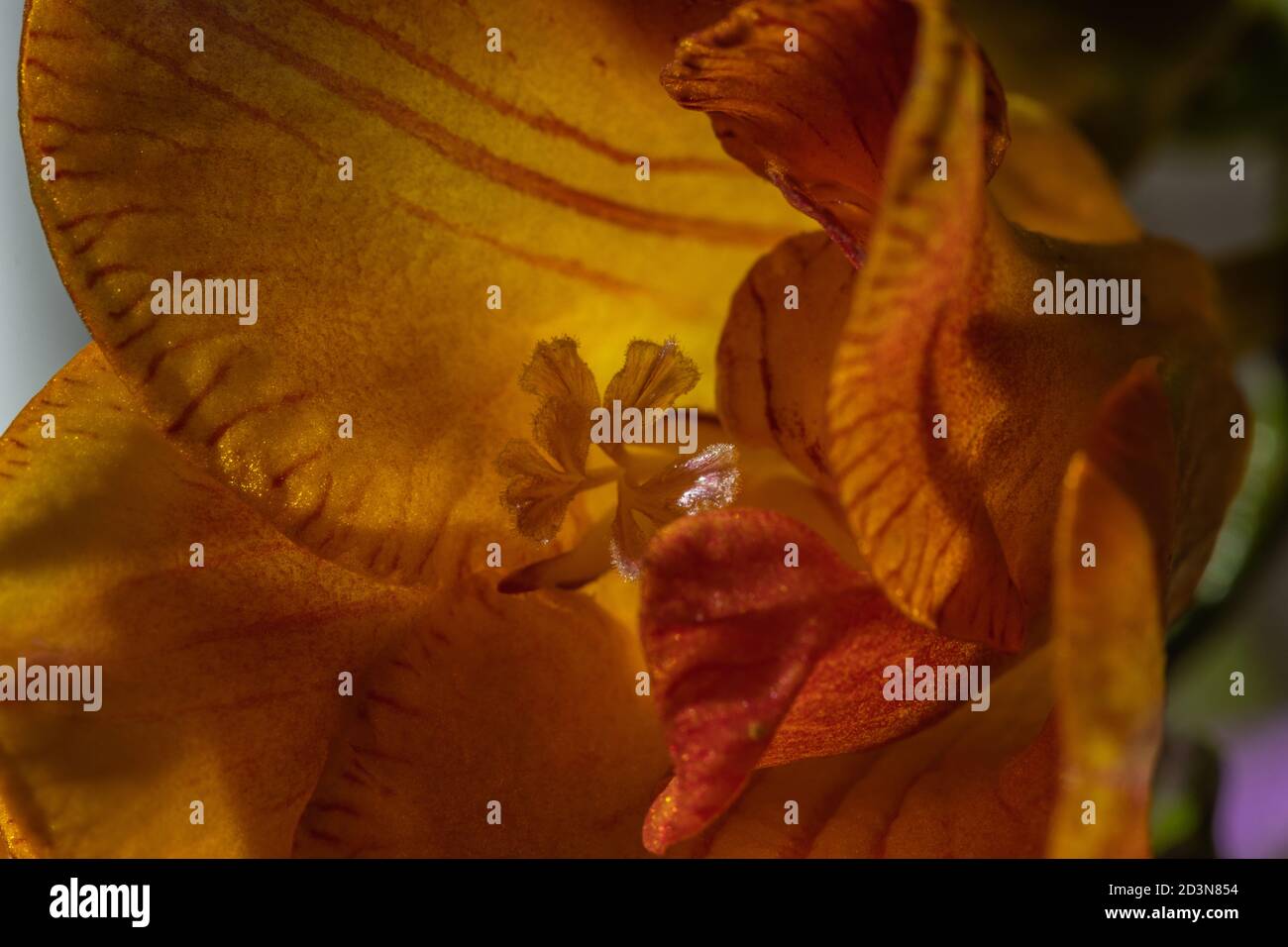 Textures in nature hi-res stock photography and images - Alamy